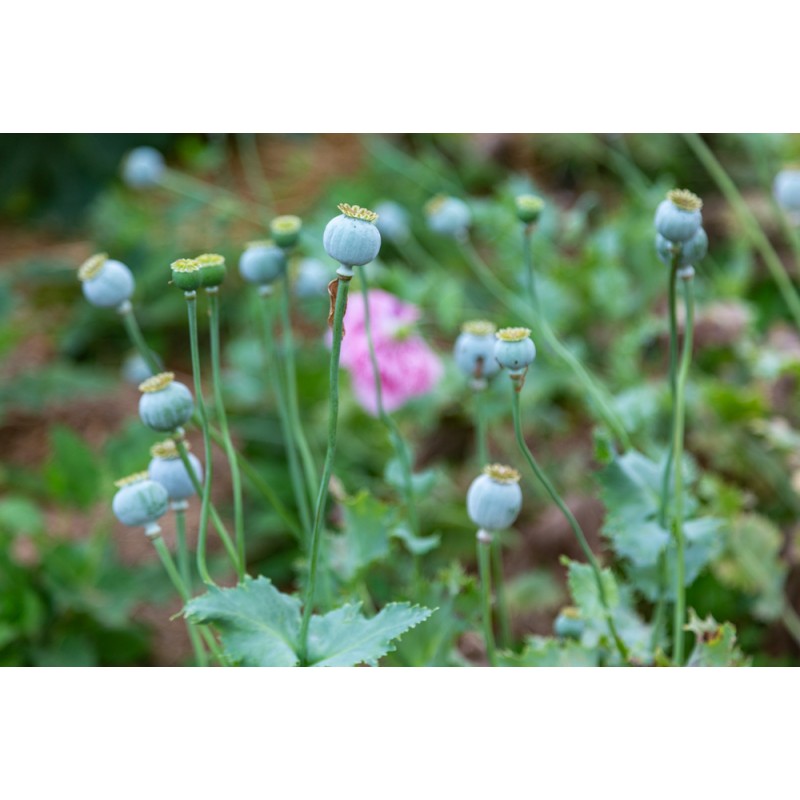 PAVOT SOMNIFÈRE Rose à Fleurs Simples - Graines paysannes artisanales ...