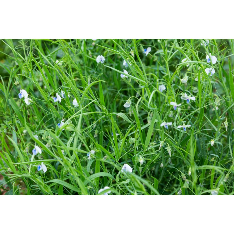 GESSE / POIS CARRÉ - Graines paysannes artisanales | Les Jardins du Coudré
